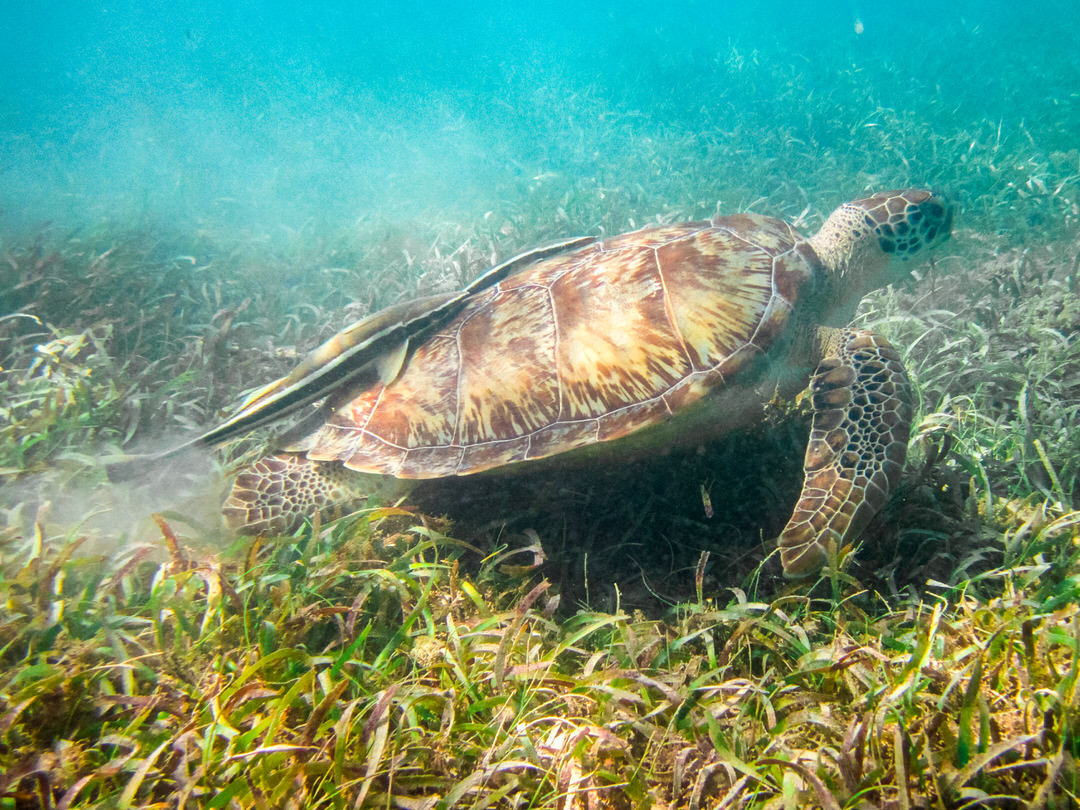 The Best Snorkeling Spots in the British Virgin Islands - On Island ...